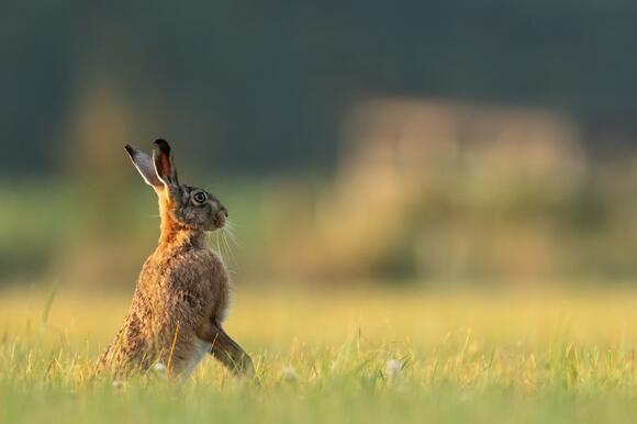 The Irish Hare: A Native Running Through Myth, Land, and Legend - NewsBreak