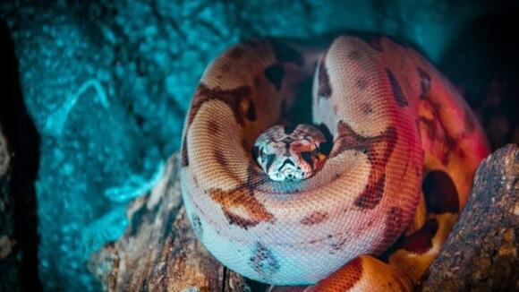 The Most Elusive Snake in the World Rarely Seen by Humans - NewsBreak