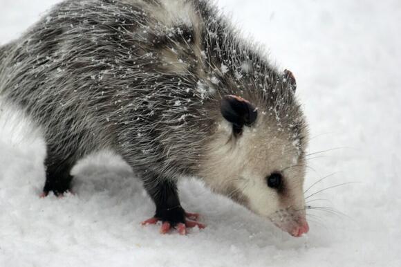 The Most Popular Mini Mammals in the Exotic Pet Trade - NewsBreak