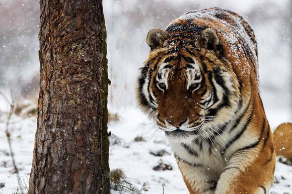 20 Things You Should Know About Siberian Tigers - NewsBreak