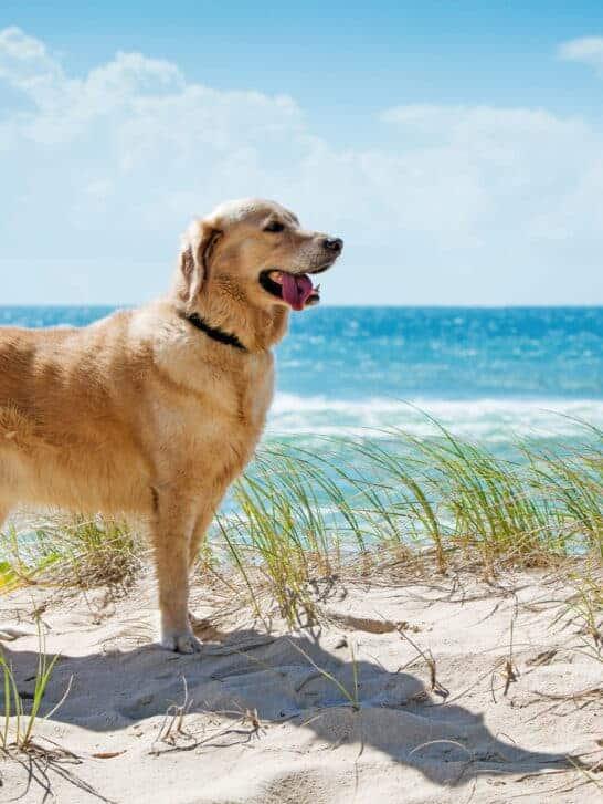 13 Dogs That Naturally Form Deep Bonds with Children - NewsBreak