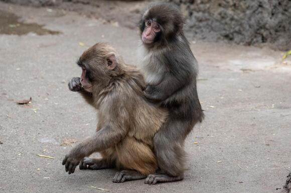 Japan’s Punch the monkey and his troop to get air conditioning amid ...