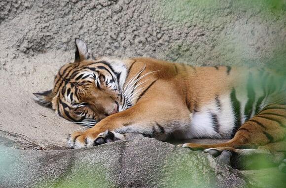 How Much Do Tigers Weigh? Chart by Age and Gender - NewsBreak