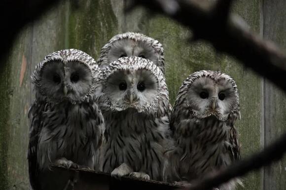10 Amazing Facts About Owls That Will Make You Look at Them Differently ...