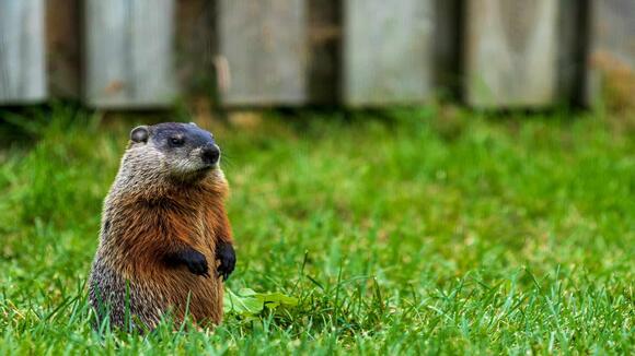 10 Animals That Signal Spring Has Arrived in America - NewsBreak