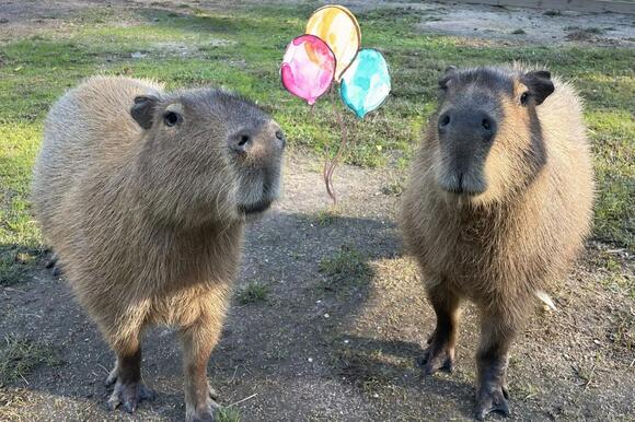 These Viral Capybaras At Cape May Zoo Just Hit A Huge Milestone - NewsBreak