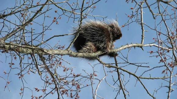 Why Porcupines Don’t Shoot Their Quills (But Still Defend Themselves ...
