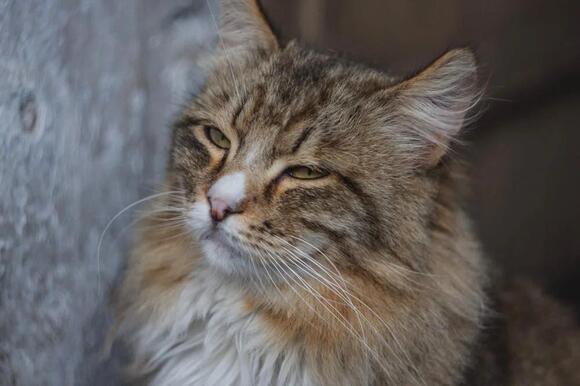 Shocking Cat Killing Competition Cancelled After Massive Public Outrage ...