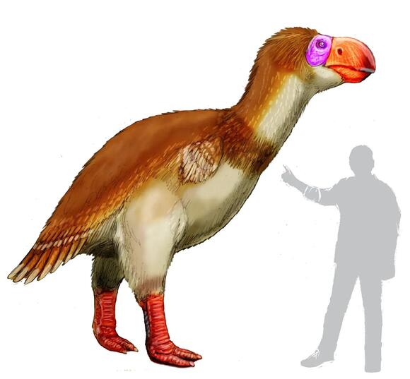 9 Incredible Prehistoric Birds That Could Rival Modern Raptors - NewsBreak
