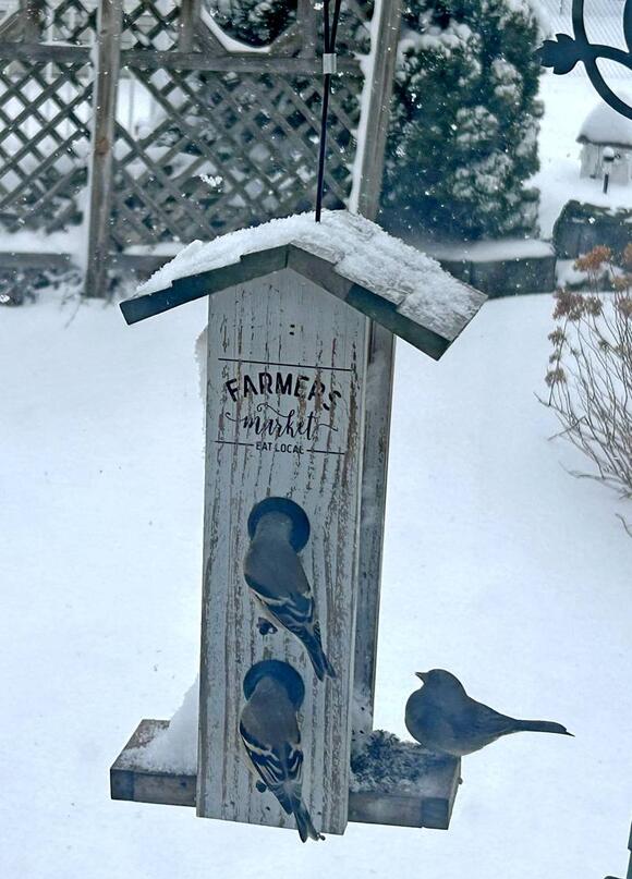 Photos: Storm doesn't keep backyard finches from their appointed rounds ...