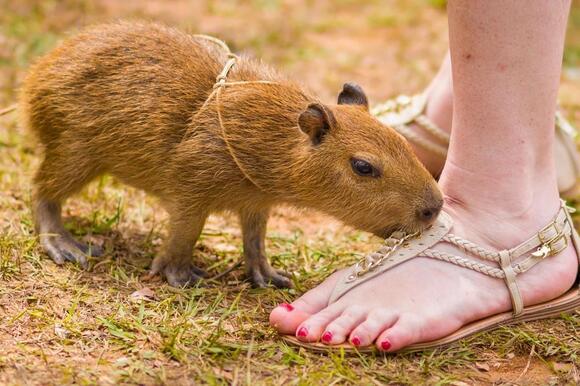 Is it legal to own a capybara in Arizona? - NewsBreak