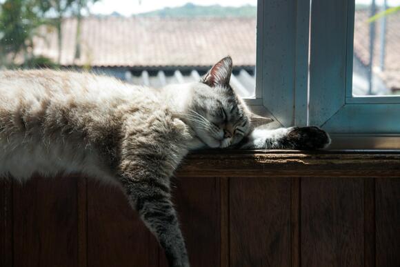 12 Cat Breeds That Barely Shed — and Still Love to Snuggle - NewsBreak