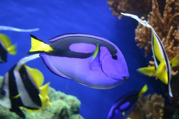 What Kind of Fish Is Dory? Real Species Explained - NewsBreak