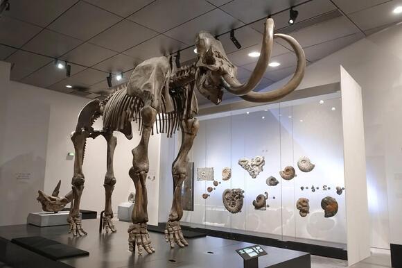The Mammoth Graveyards: Uncovering Ice Age Giants in Midwestern States ...