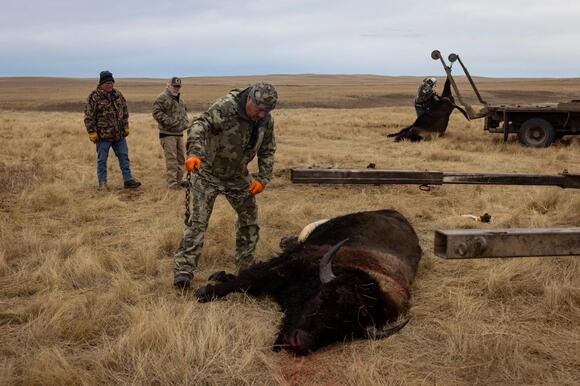 Tribes that restored buffalo are killing some to feed people because of ...