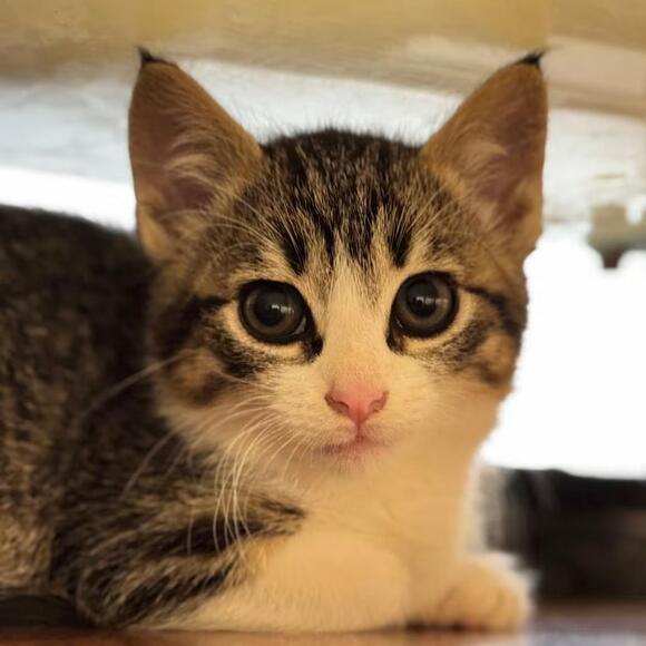 🐱 Sweet Cats Waiting for Adoption in Santa Maria - NewsBreak