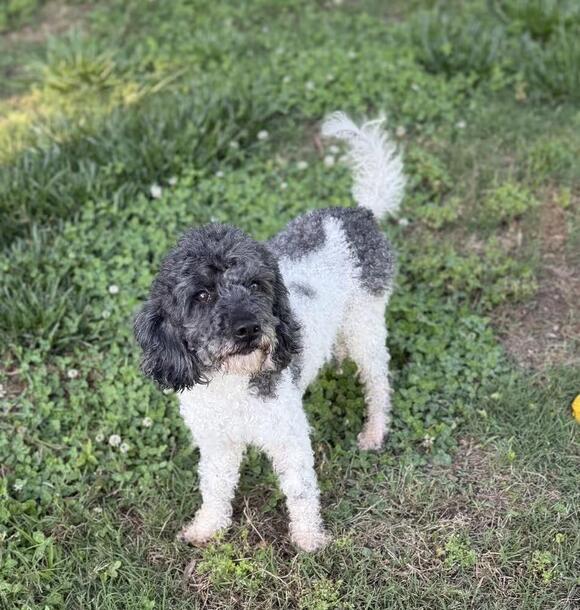 🐶 Playful, Gentle & Loyal Dogs Ready for Adoption in Atlanta - NewsBreak
