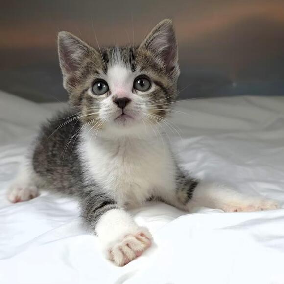 🐱 Playful & Sweet Kittens Ready for Adoption in Michigan City - NewsBreak