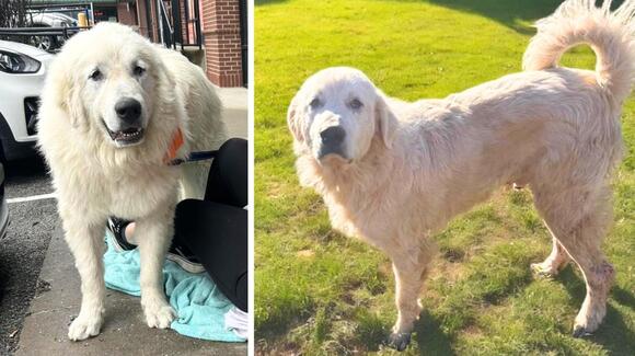 Local Rescue Introduces Gentle Giant Great Pyrenees Found as Stray Now ...