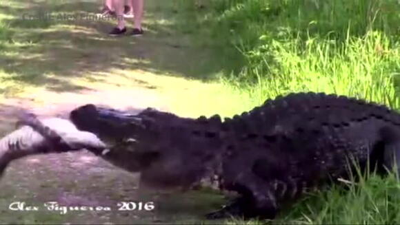 Florida fisherman has hand bitten off by 9ft alligator as he reels in ...