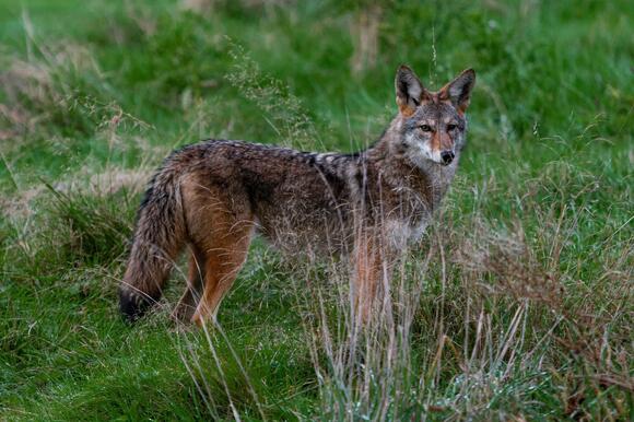 Community Awareness: Protecting Pets From Coyotes In West Texas - NewsBreak