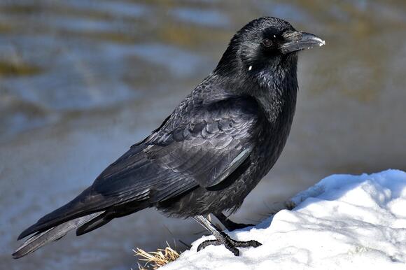 5 Animals That Remember Humans for Years – Proven by Research - NewsBreak