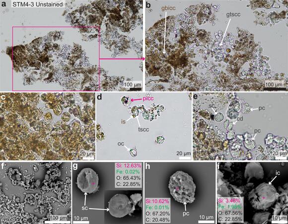 8 Signs That a Fossil Was Once a Living, Breathing Creature - NewsBreak