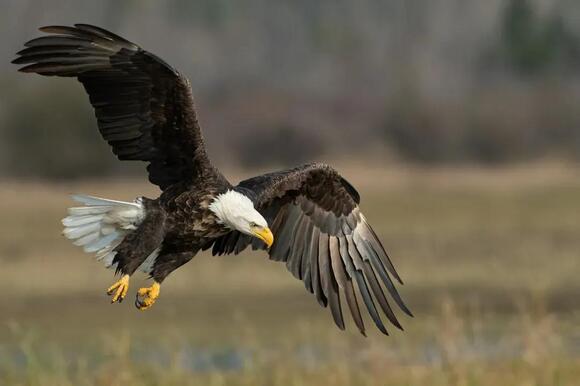 20 Eagle Species That Exist And The Most Powerful Among Them - NewsBreak