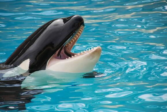 Orcas Have Regional Accents - NewsBreak