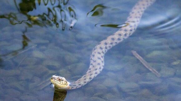 How Far Can a Snake Strike? Understanding Strike Range - NewsBreak