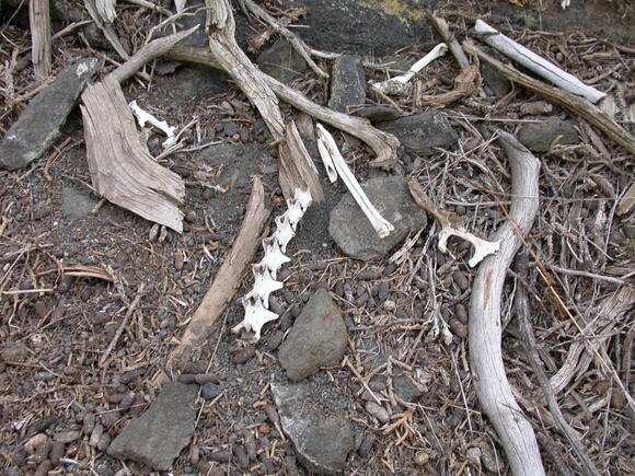 What Erosion Teaches Us About Bones That Never Fossilized - NewsBreak