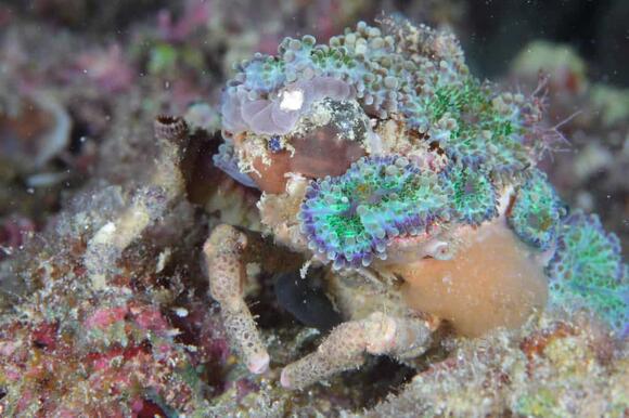 The Most Decorated Crustacean in the Sea Literally Wears Camouflage ...