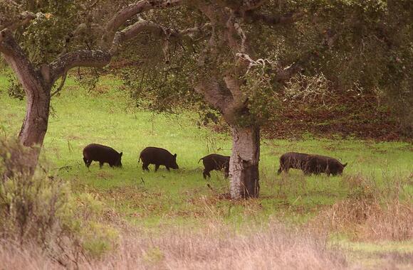 Georgia’s Infamous ‘Hogzilla’ Was One of the Largest Wild Pigs Ever ...
