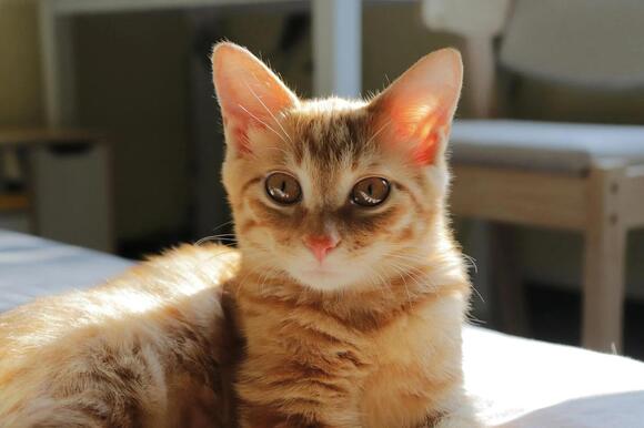 9 Small Cat Breeds That Will Always Keep You Smiling - NewsBreak