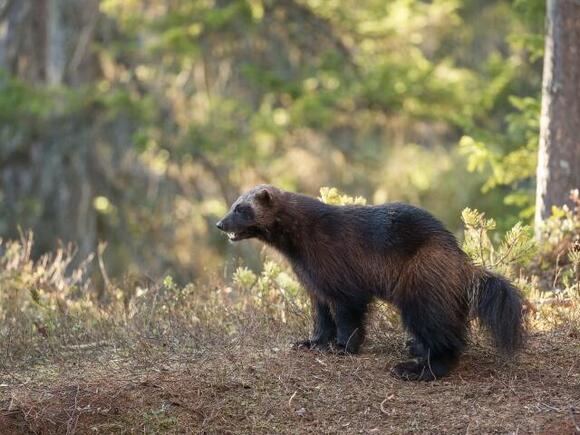 An early glance at the renewed effort to reintroduce wolverines to ...
