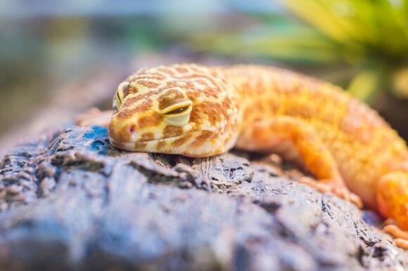 The Best Heat Lamps for Different Lizard Species - NewsBreak