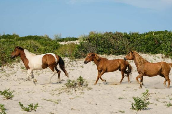 This U.S. Island Has More Wild Horses Than People - NewsBreak