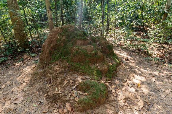 The Underground Cities Built by Ants: What Scientists Are Learning From ...