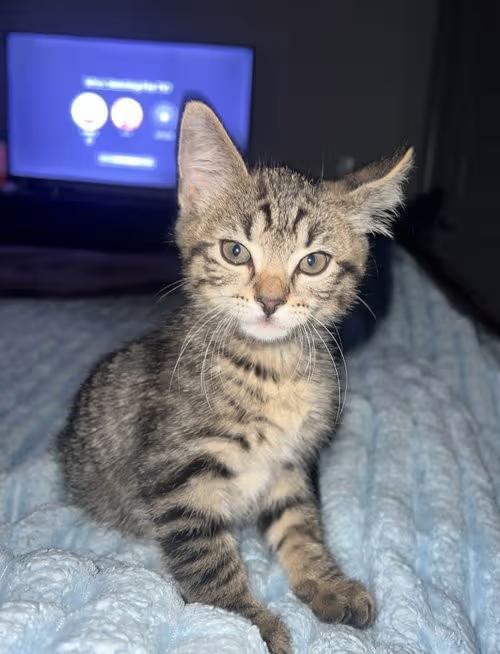 🐱 Playful, Gentle & Loving Cats Ready for Adoption in Columbus - NewsBreak