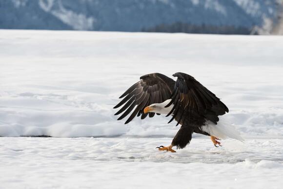 10 Things You Should Know About The Bald Eagle - NewsBreak