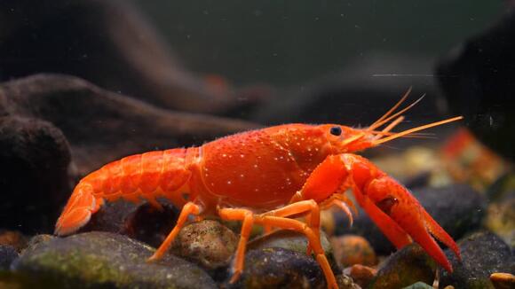 Why Lobsters Turn Red Only After Cooking - NewsBreak