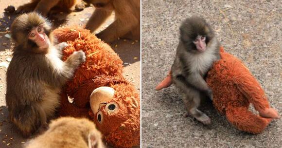 Why is Punch, The Viral Monkey, Being Bullied? A Strange Animal ...