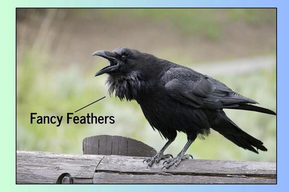How to Identify Ravens and Crows in Arizona - NewsBreak