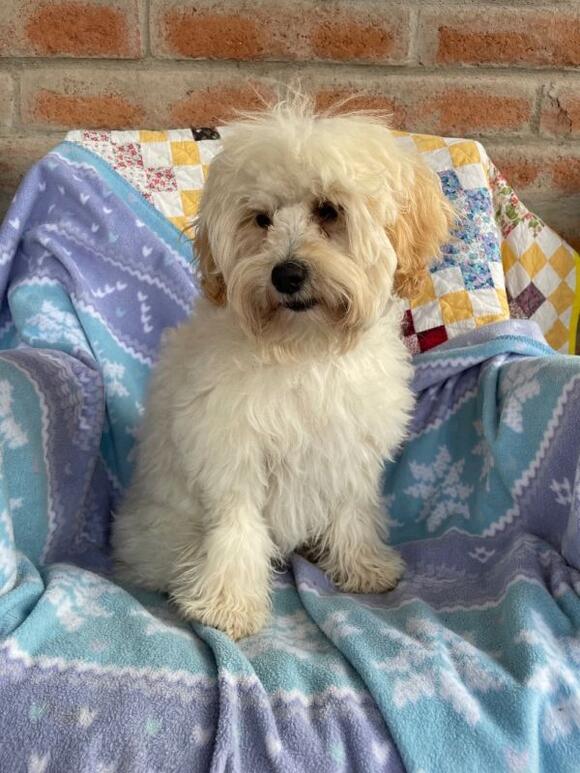 These Phoenix, AZ based Puppies are the latest up for adoption and in ...