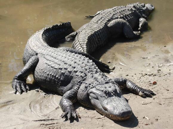 Animals That Have Interrupted Major Sports Events - NewsBreak