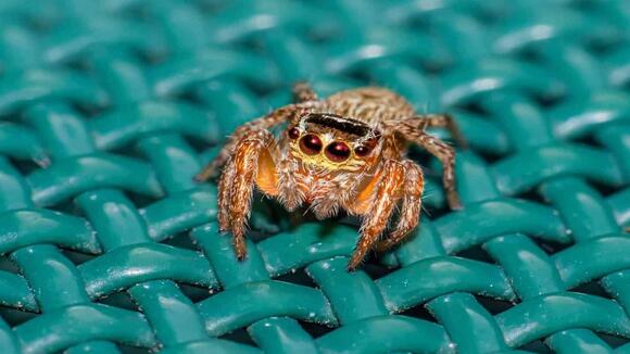 25 Stunning Facts About Jumping Spiders - NewsBreak