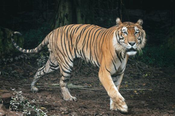 Cabinet Approves International Big Cat Alliance for Global Conservation ...