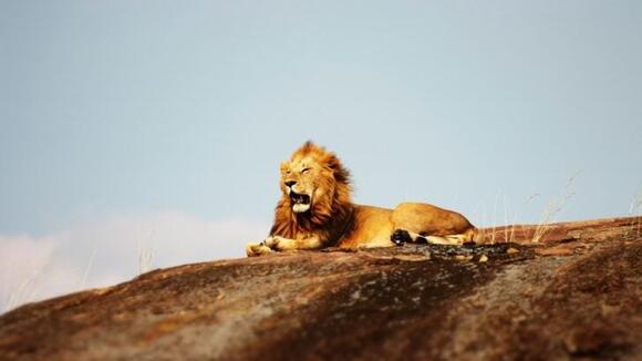11 Creative Ways the World Is Financing Wildlife Conservation in 2025 ...