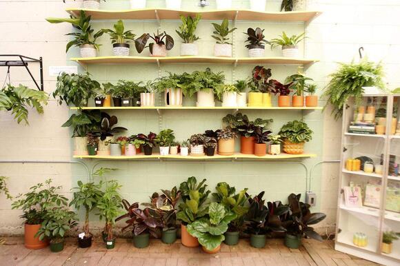 Downtown SLO plant shop is closing after a year in business. What ...
