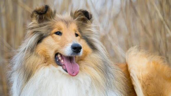12 Dog Breeds That Are Easy to Train for First-Time Owners - NewsBreak